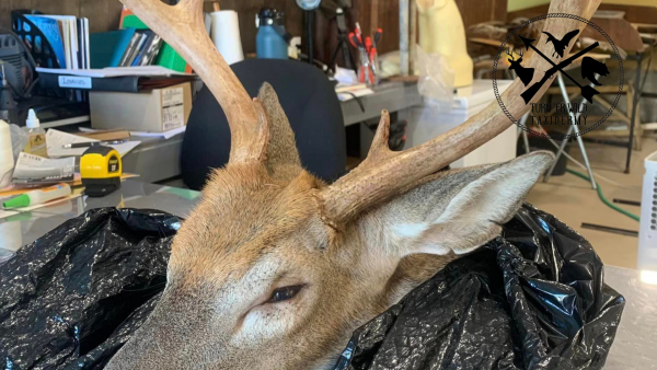 Deer Shoulder Mount Caping Tips for a Perfect Trophy - Turn'er Wild ...