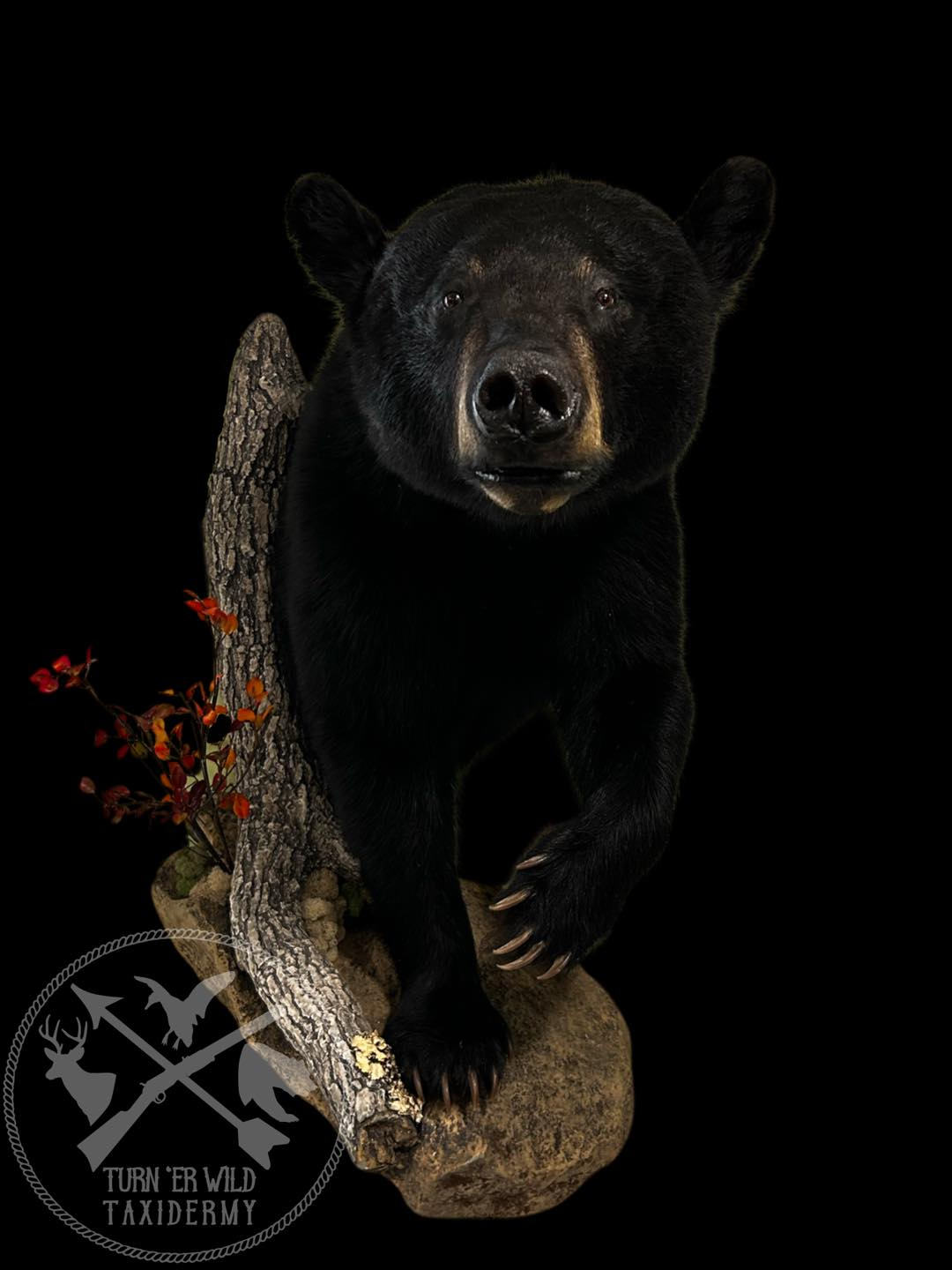 Bear Mounts-Everything You Need to Know - Turn'er Wild Taxidermy