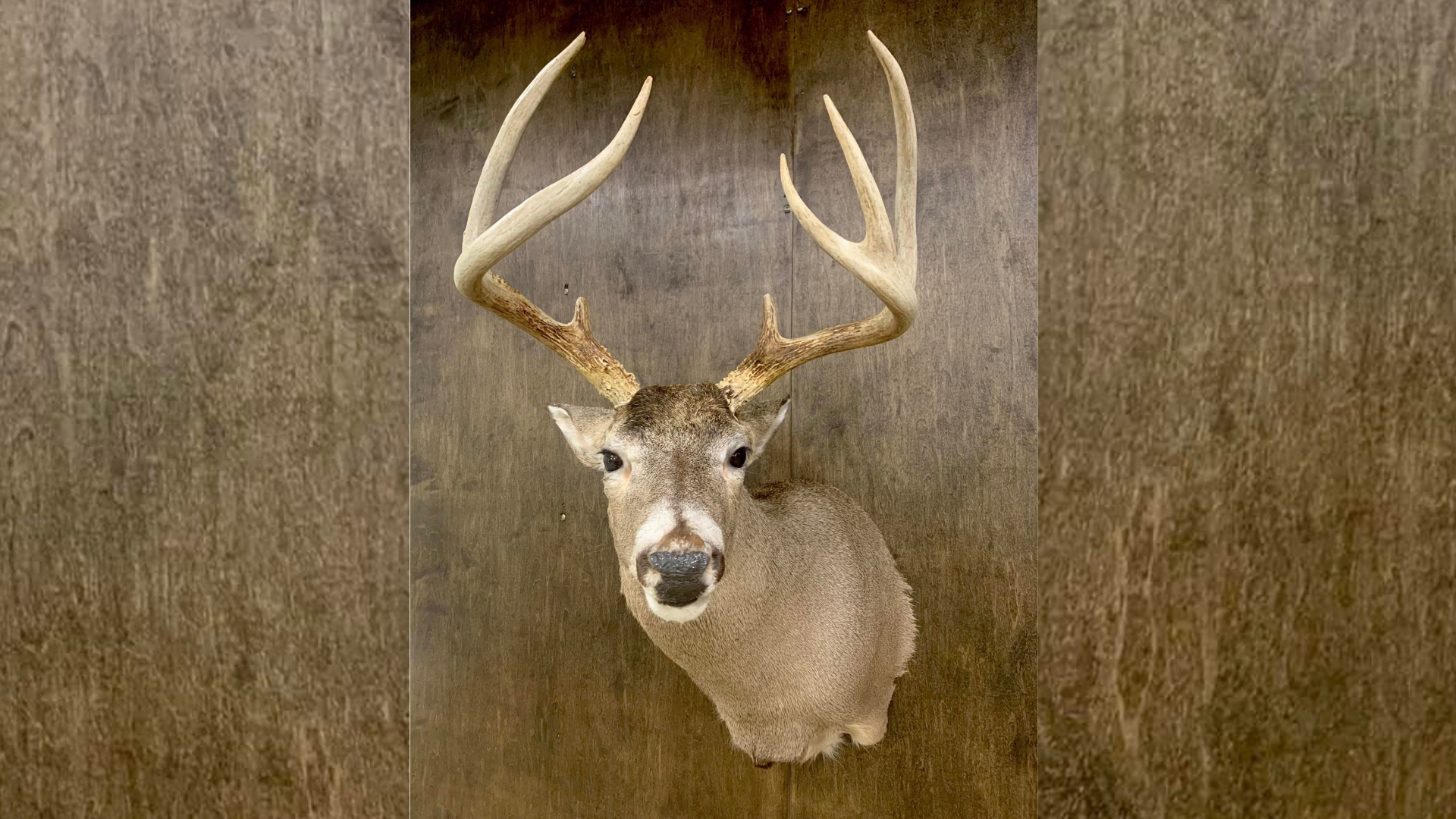 Deer Mount Options: Choosing the Perfect Display for Your Trophy - Turn ...