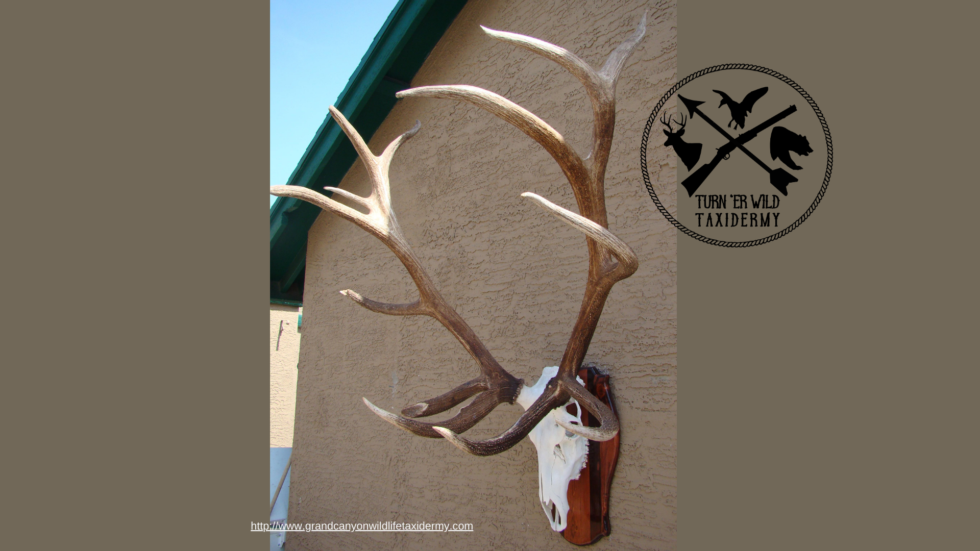 Why European Mounts Are Taking the Hunting World by Storm - Turn'er ...