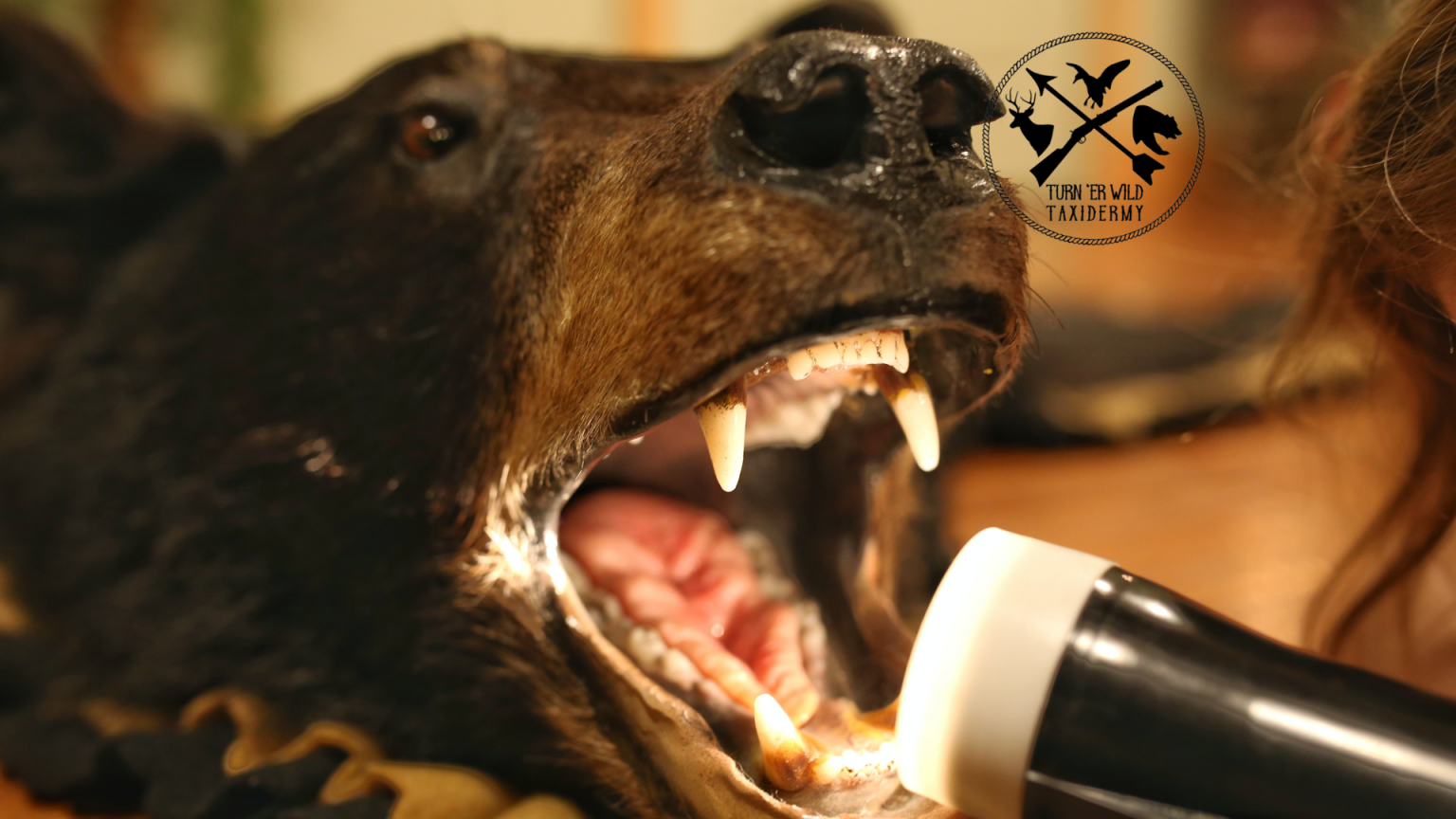 Bear Mounts-Everything You Need to Know - Turn'er Wild Taxidermy