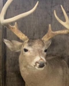 The Great Deer Ear Mystery: Why Do Mounted Ears Look Different?